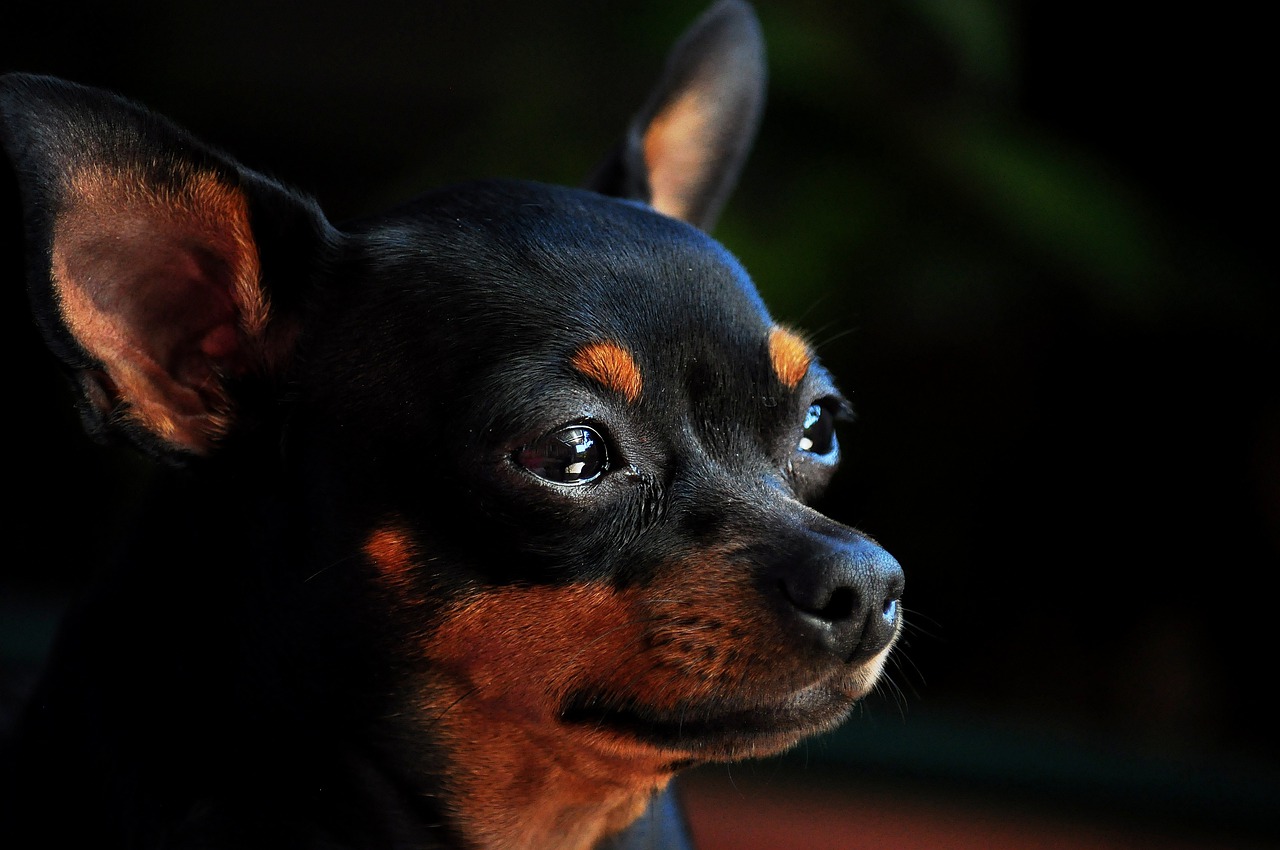 Curiosidades sobre o Pinscher - Clic Petshops Brasil