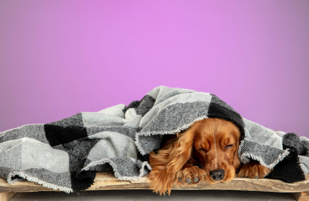 Como saber se o cachorro está com frio | Clic Petshops