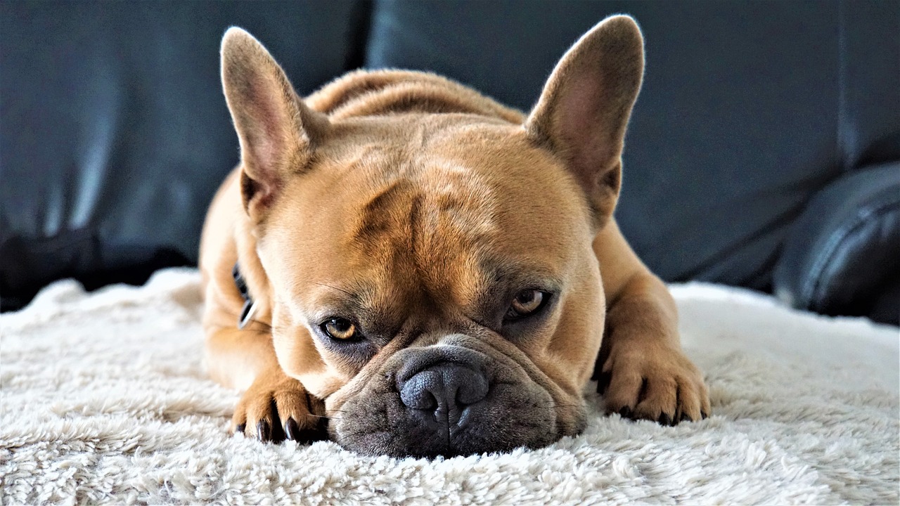 Bulldog Francês, como cuidar ? | Clic Petshops